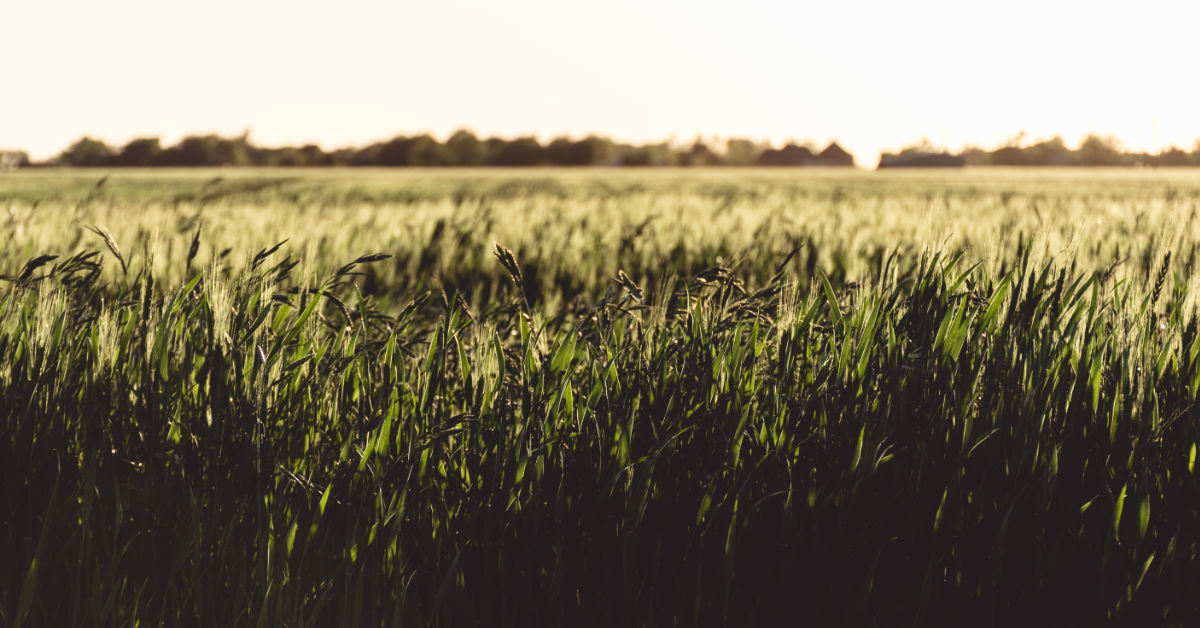 11 Most Valuable Crops Grown in Oklahoma - Oklahoma Daily News