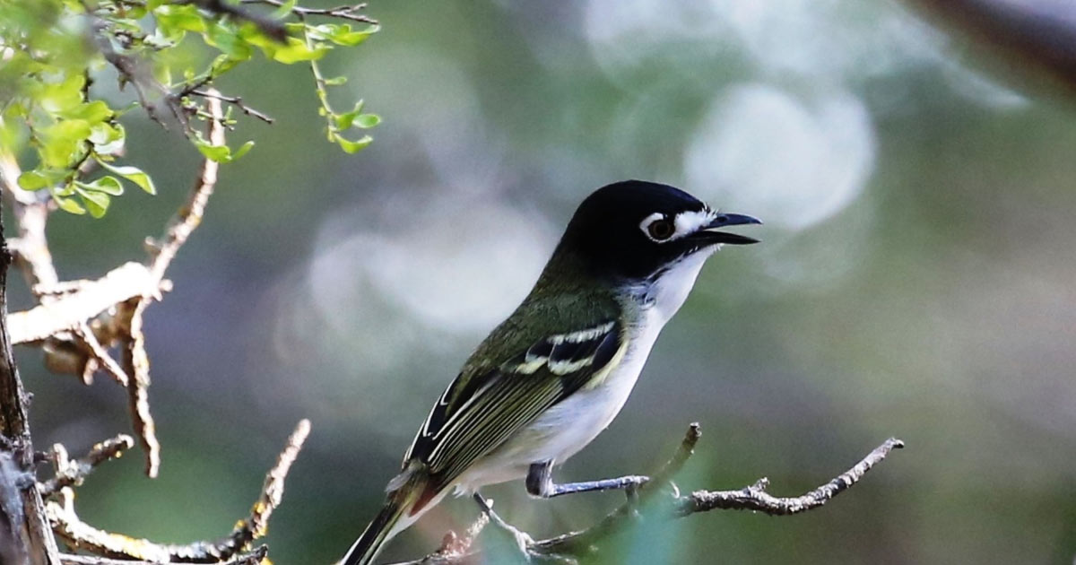7 Oklahoma Rare Birds to Watch For - OklahomaDaily.news